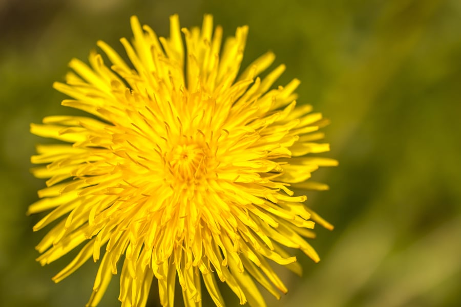 Importance of Spring Lawn Fertilization & Weed Prevention | TLC